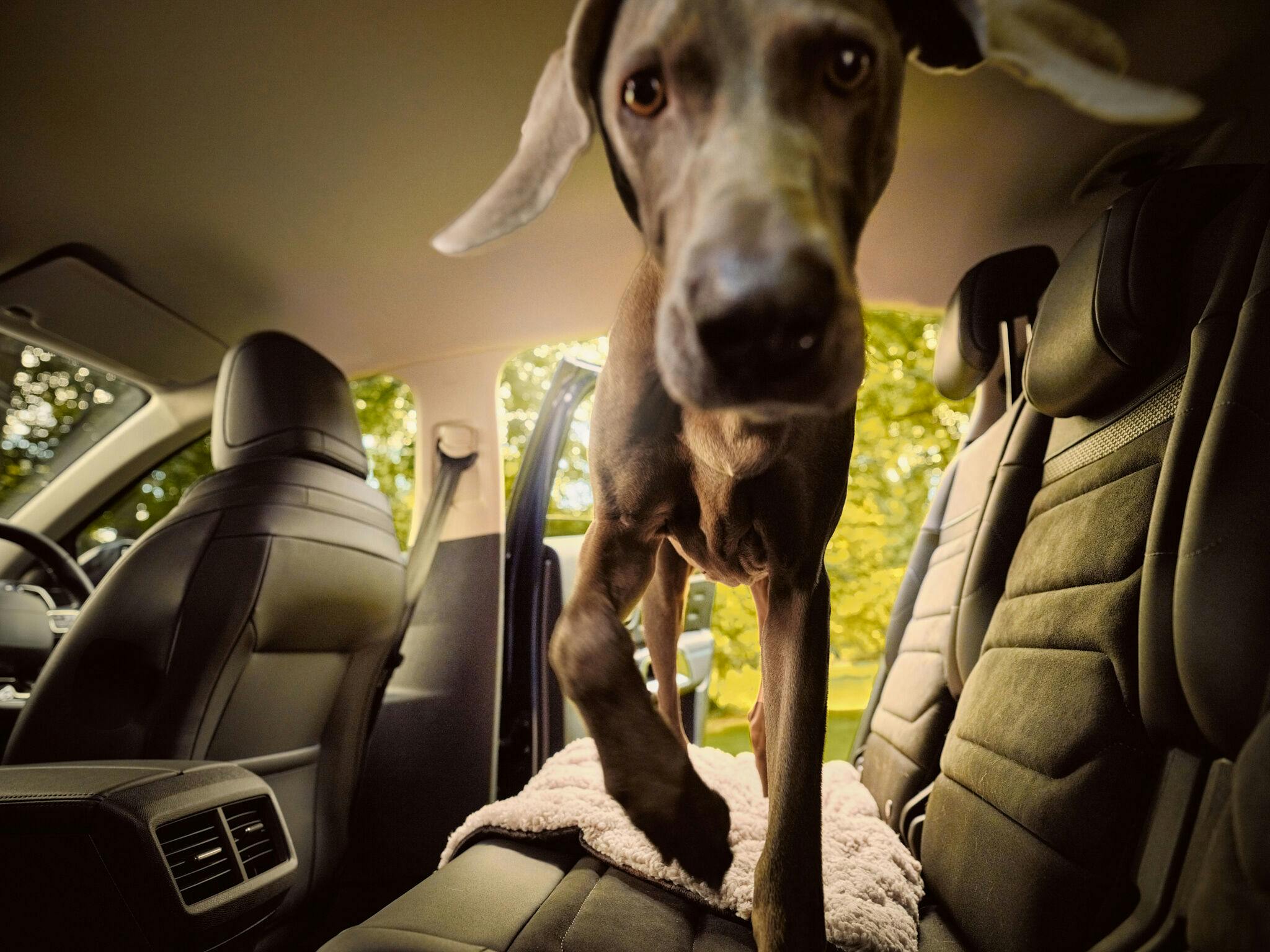 Leasey | Lease Directly with Carwow | Carwow